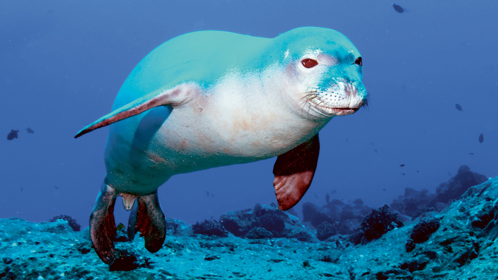 LA FOCA - Imagenes de Amor Bonitas