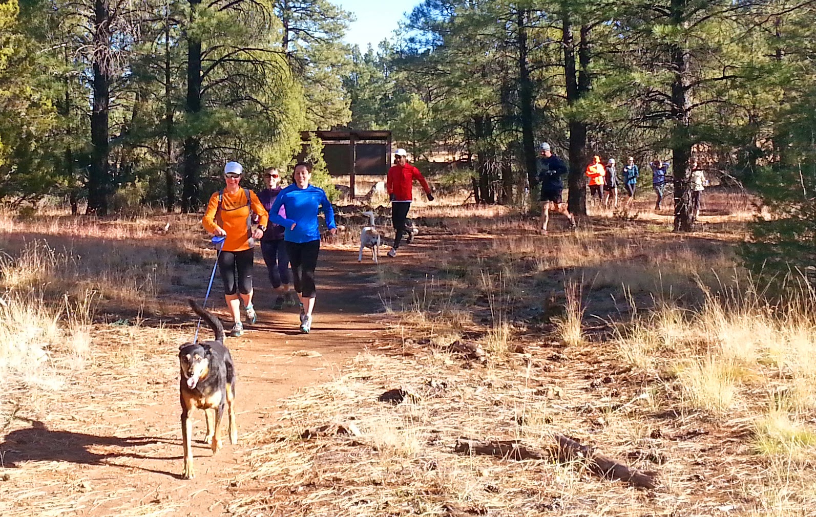 Flagstaff Trail Running: Arizona Trail: Tarantulas and Walnut Canyon ...