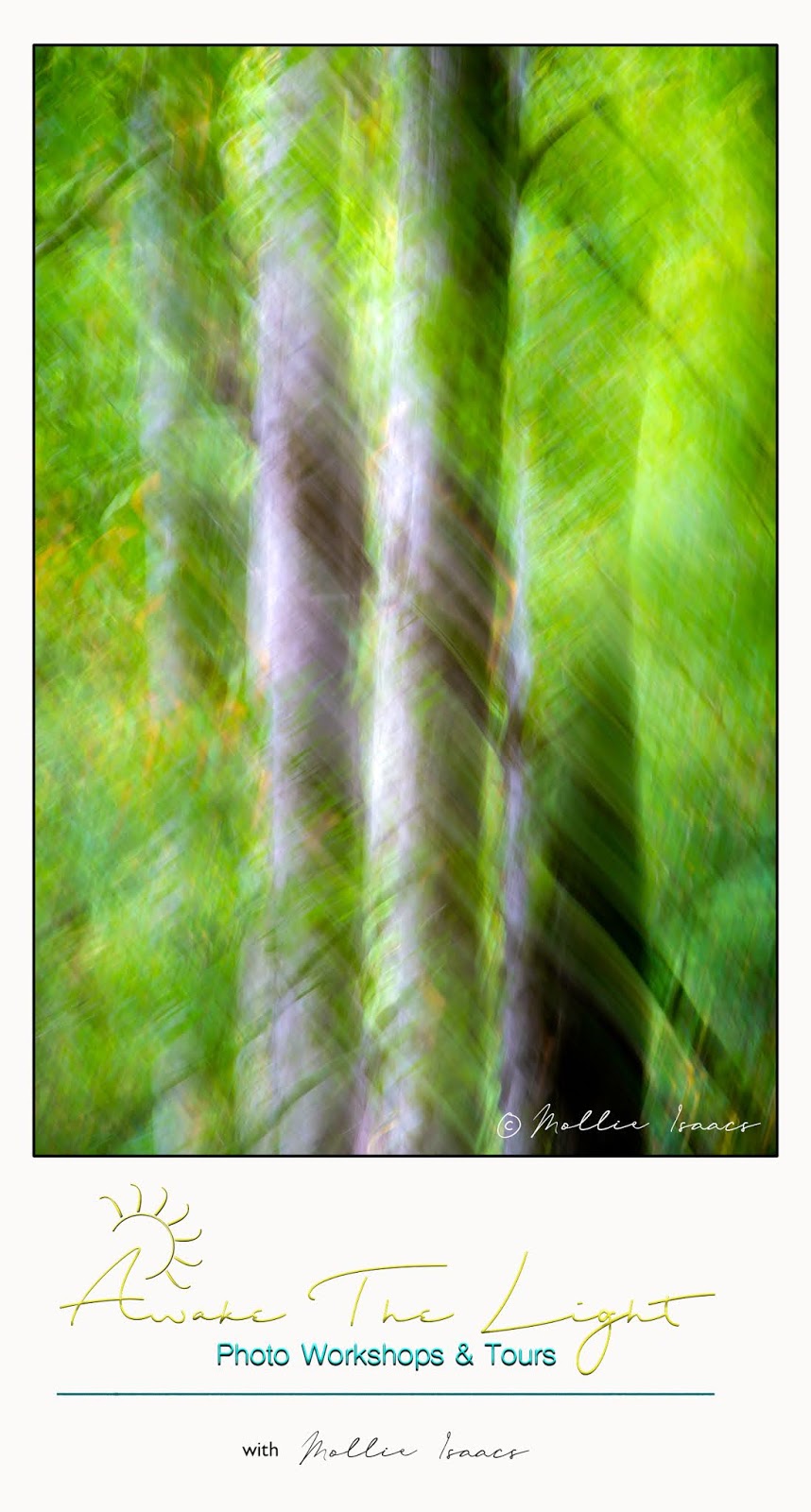 Awake The Light: Tree Geometry