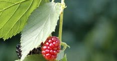 G 4 Gardening: Natchez Thornless Blackberry Plant
