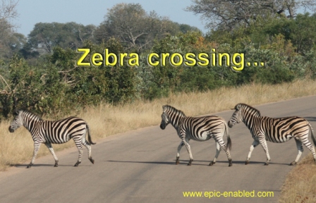 Epic's Interactive Blog: Zebra crossing...