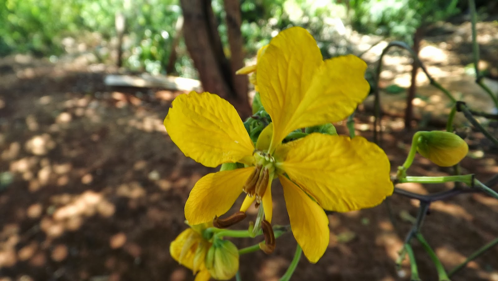The Flowering plants - Leguminosae - Fabaceae: Caesalpinioideae