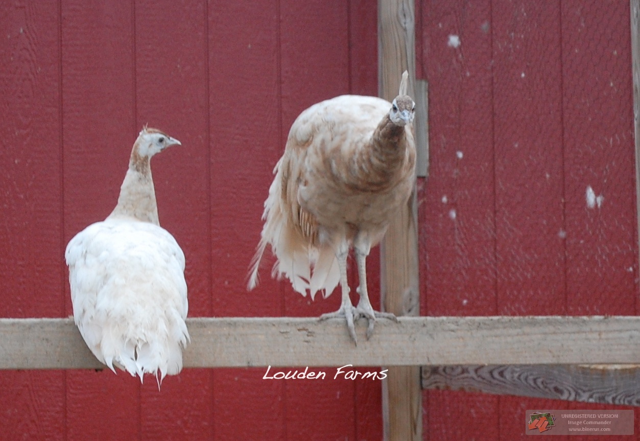 6LittleChickies - Life on Louden Farms: Peafowl 201: Genetics, Colors ...