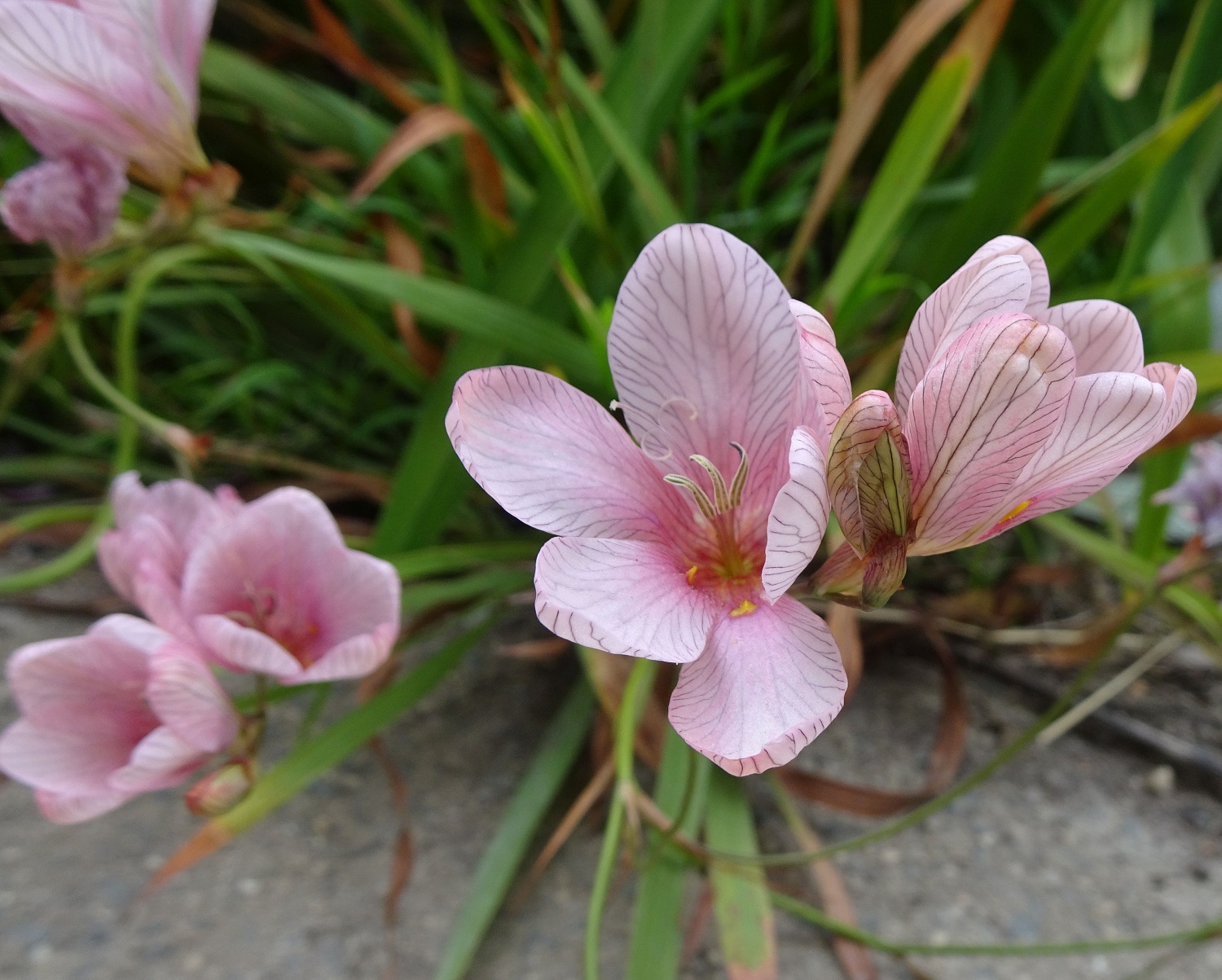 Vireya's Blog: November 2020