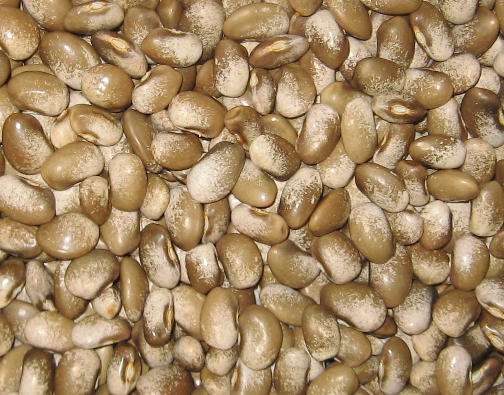 My Appalachian Life: Turkey Craw Beans, Appalachian Language, and ...