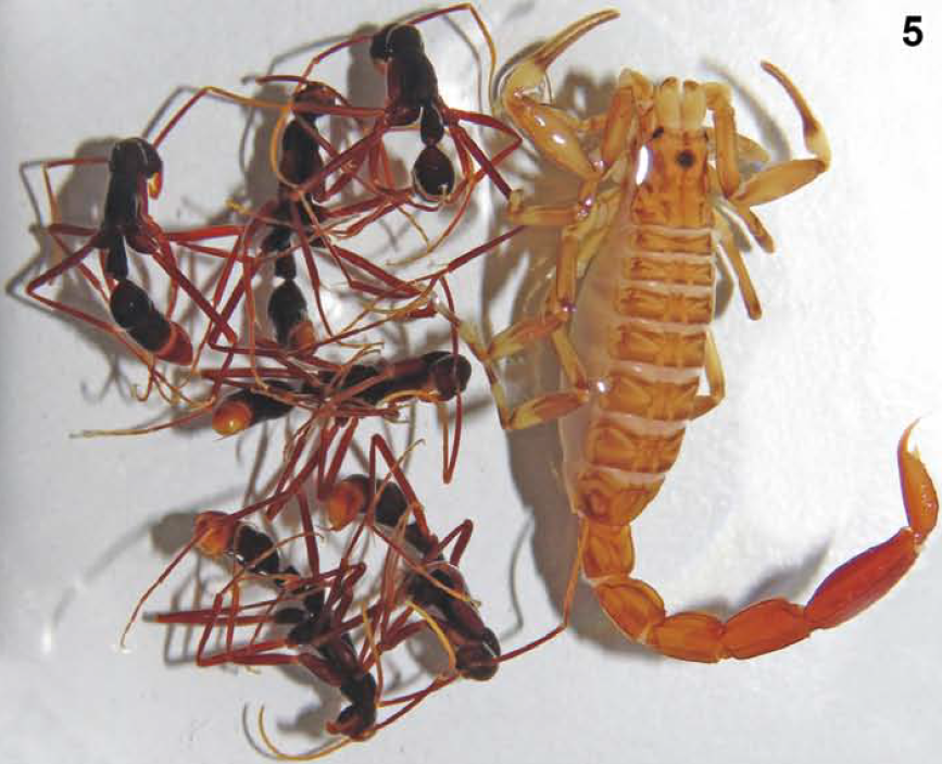 The Scorpion Files Newsblog: Predation of Ananteris spp. by ants and a ...