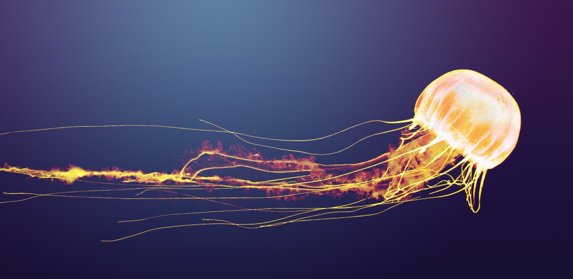 Cnidarios: características y tipos - Biología