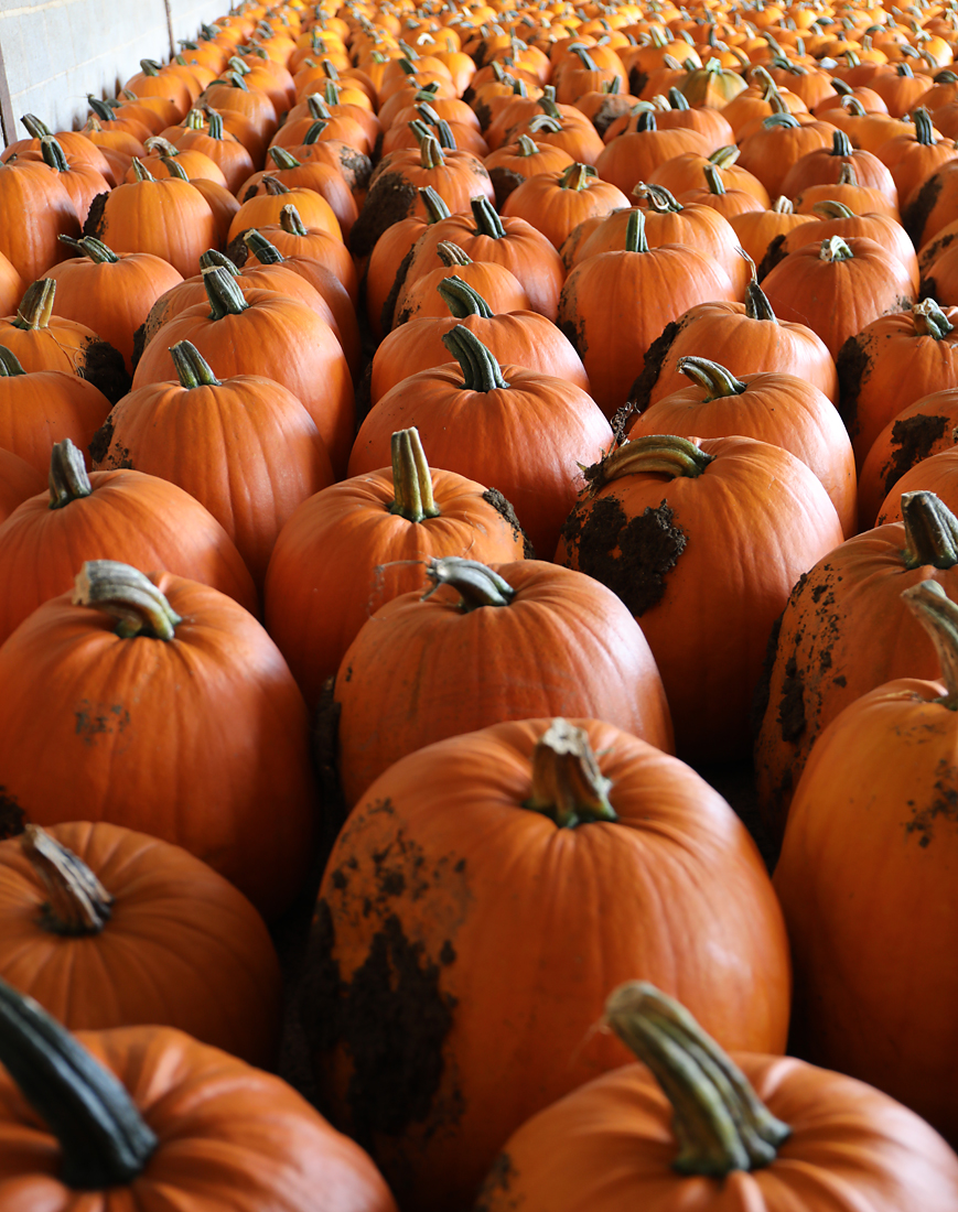 Pumpkin Perfection | Janice Issitt Life and Style