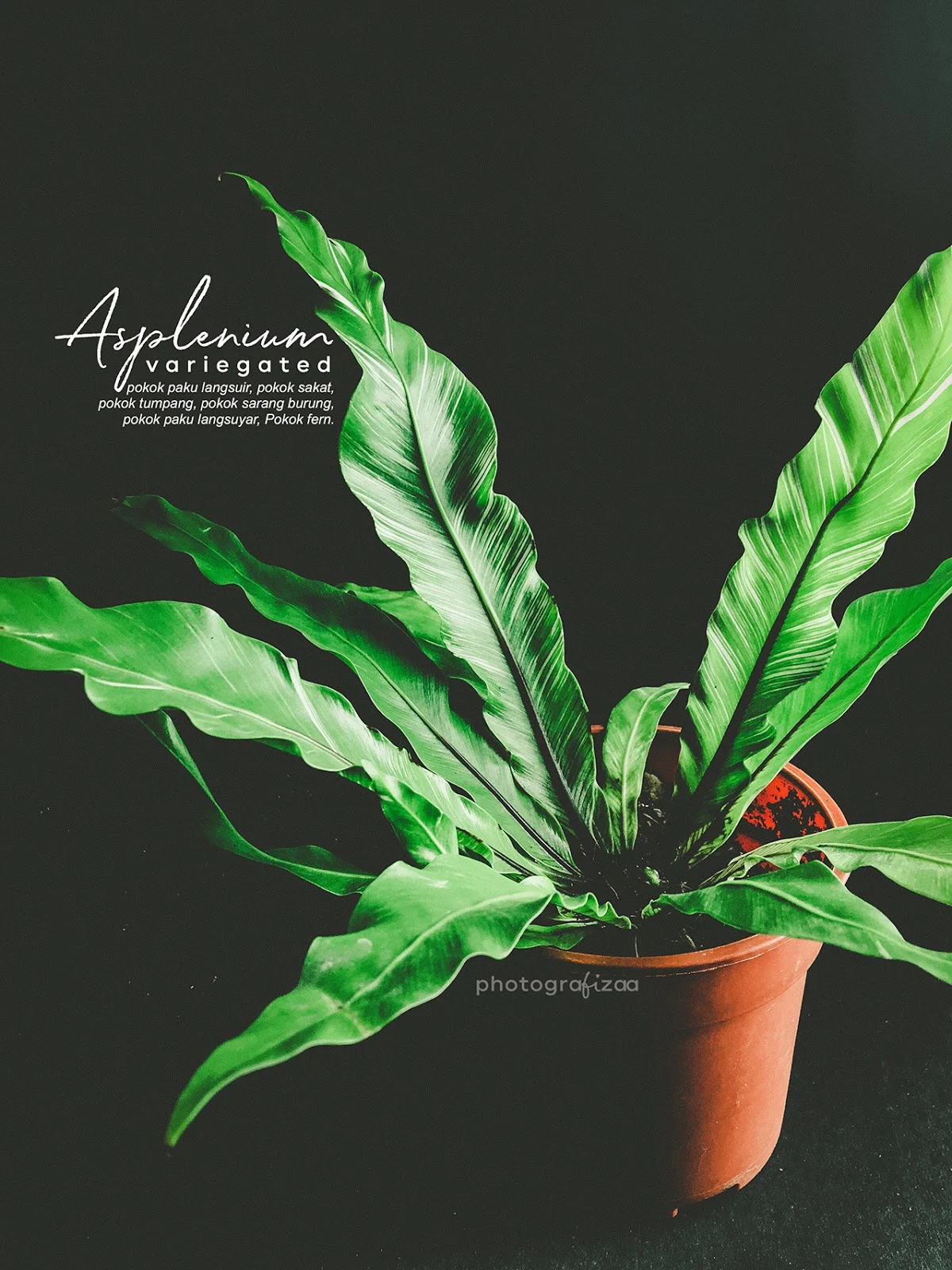 Asplenium Variegated, Pokok Paku Langsuir Berurat Daun Yang Cantik ...