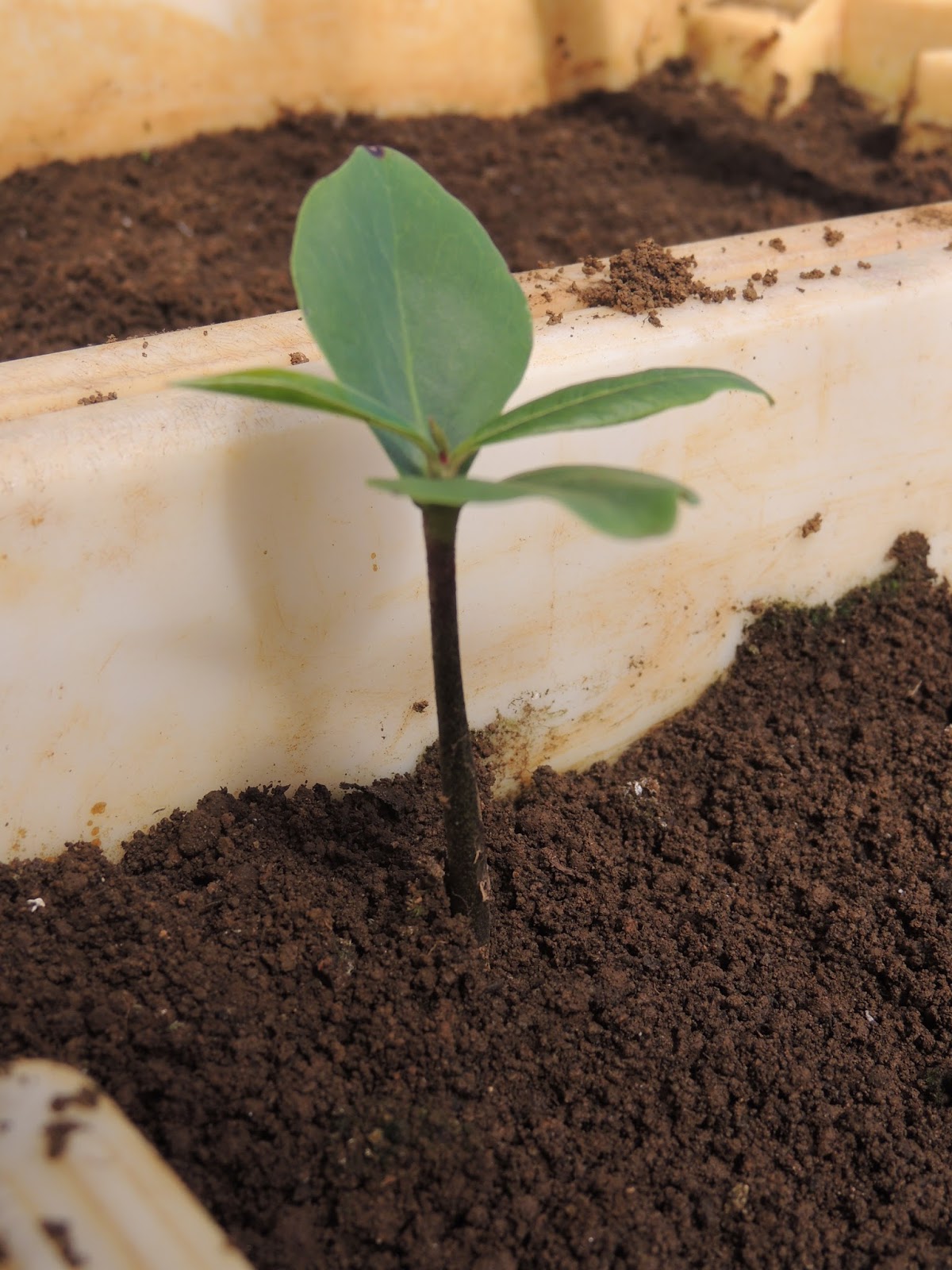 Landscape of Mauritius: Tambalacoque propagation