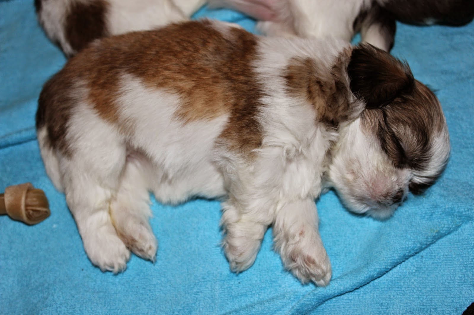 Lhasa Apso - Penny's Pups from birth to new homes: Molly's Puppy's 5 ...