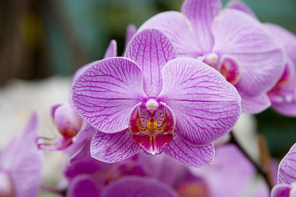 Terkeren 29+ Gambar Bunga Anggrek Putih Mekar - Gambar Bunga Indah