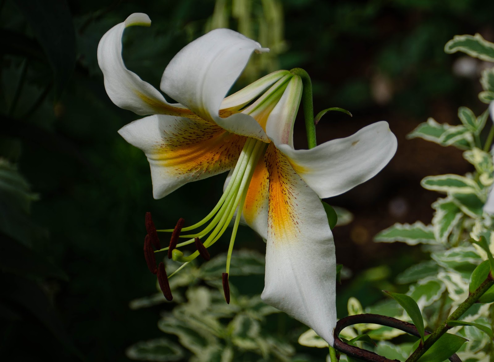 Garden Bloggers Bloomday July 2020