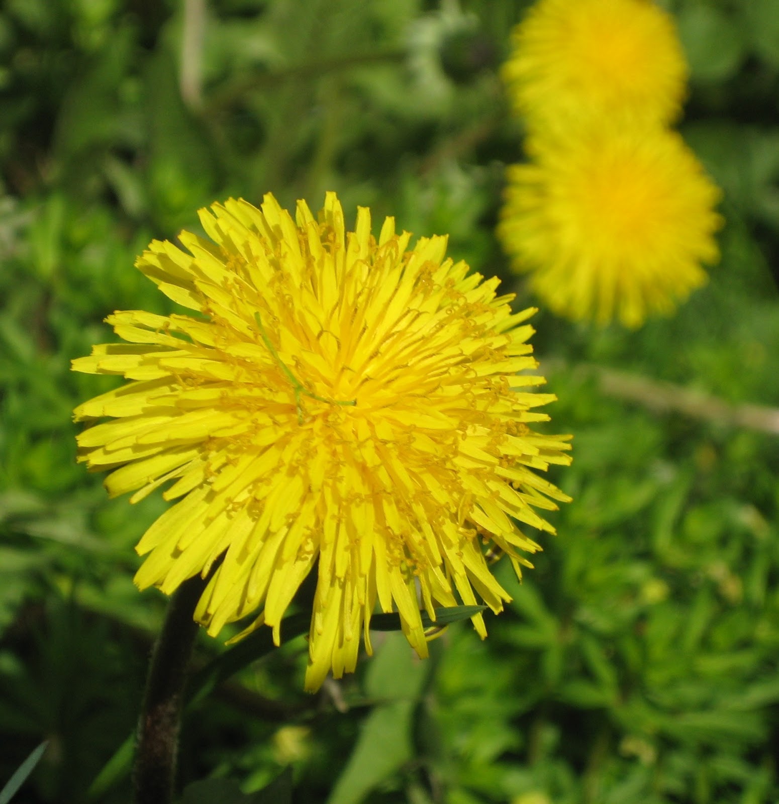 Klimakterie häxan: Vad har maskrosen gjort för ont?