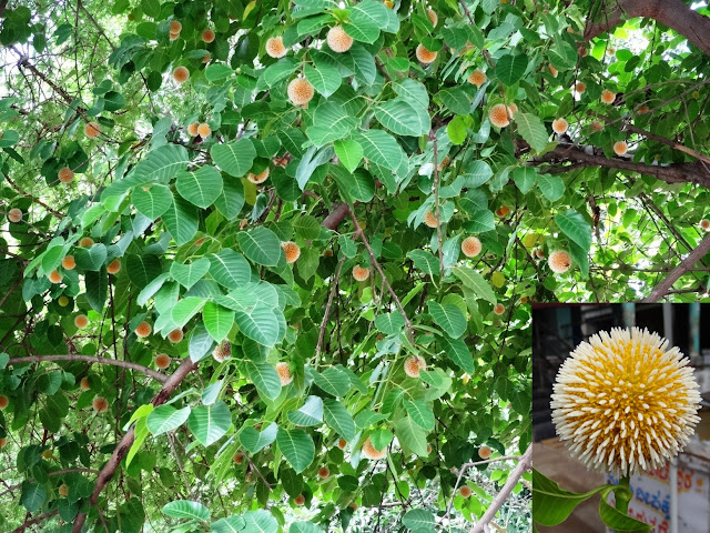 Photo of the day - 27th July - Kadamba Tree in Mahakuta