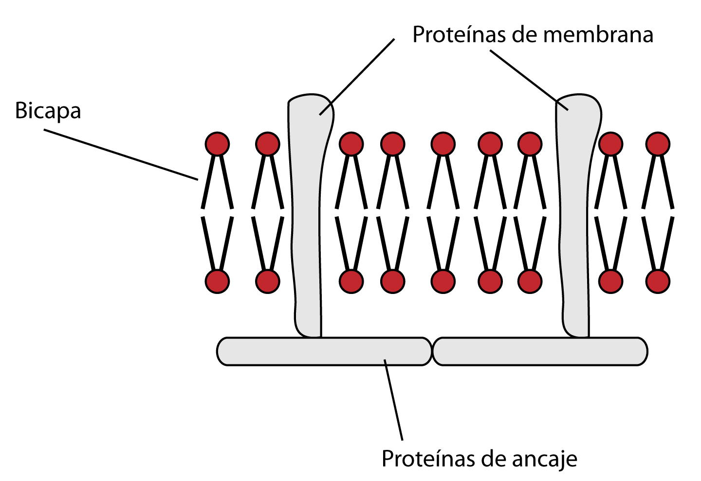el moderno prometeo: Membranas biológicas