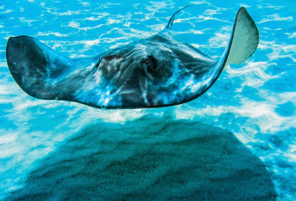 Mundo Biologia: Tudo sobre Raias