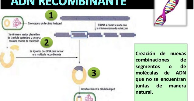 Diabetes Mellitus: Ejemplo de ADN recombinante en la naturaleza y ...