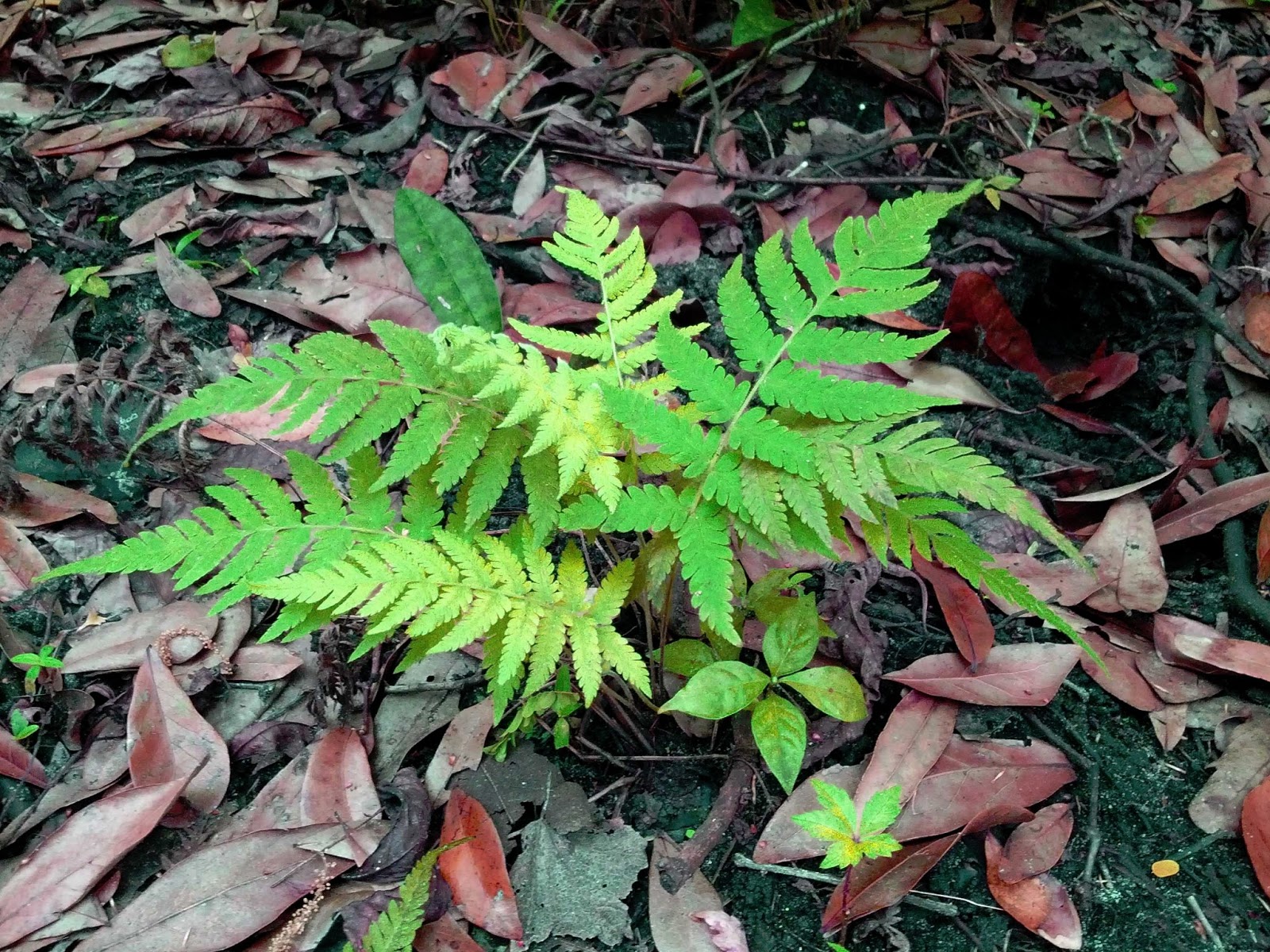 Gardening South Florida Style: Fern Forest Nature Center