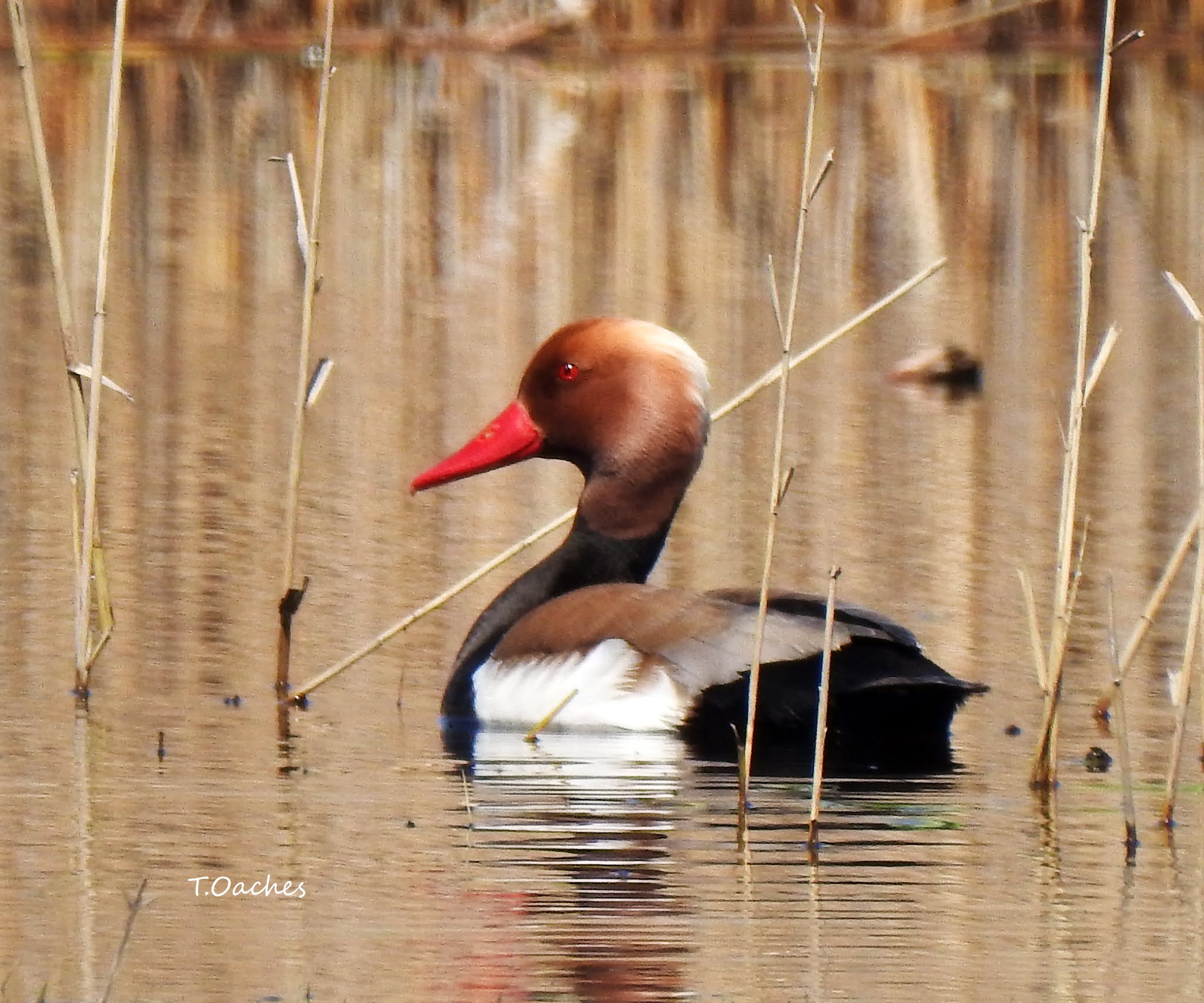 PASARI DIN ROMANIA: RATA CU CIUF, Netta rufina