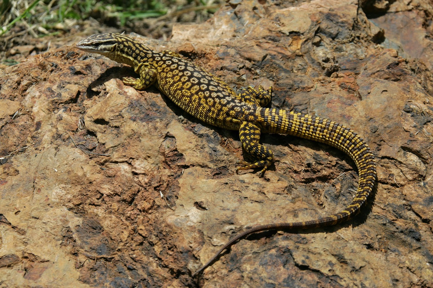 Jenis - jenis atau Macam - macam Varanidae / Varanus / Varanatic ...