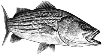 A Multitude Of Fins: Striped Bass: Illustrations & Wildlife Art