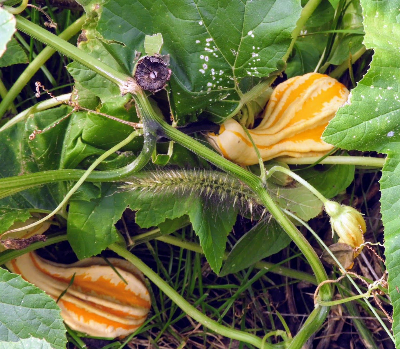 Larry's Photo a Day: Jungle with Gourds.....