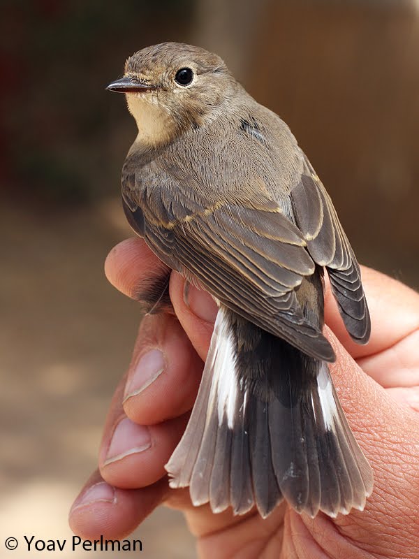 Yoav Perlman - birding, science, conservation, photography: Taiga ...