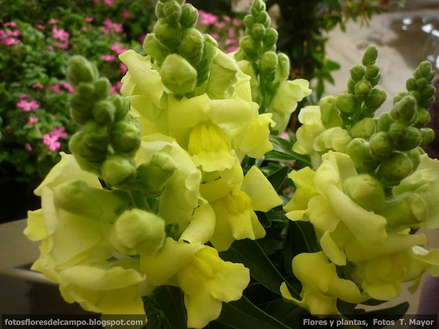 Flores y plantas silvestres: " Antirrhinum majus ". Boca de dragón ...