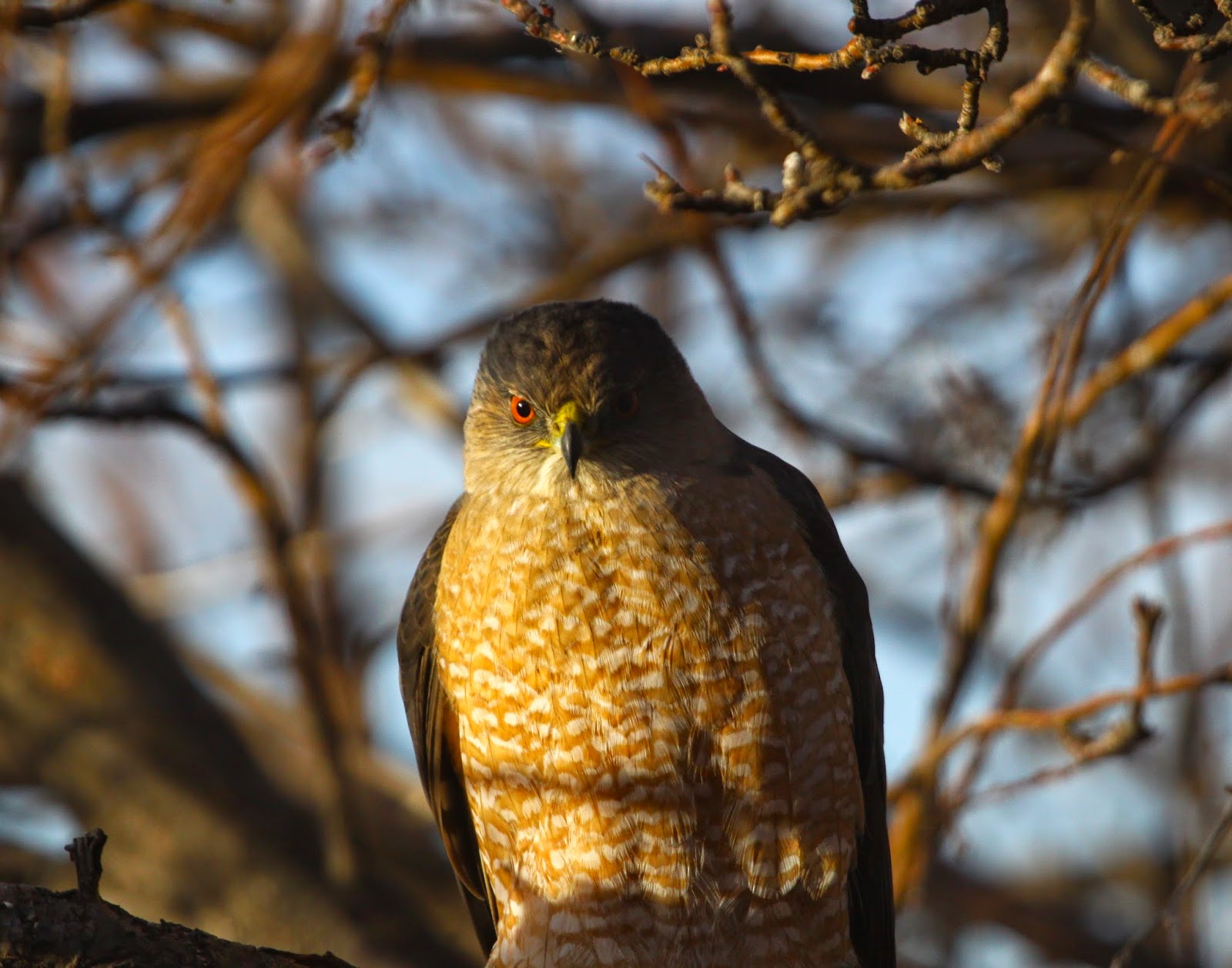 Roger's Birding Adventures: Sharpie in Back Yard Today!