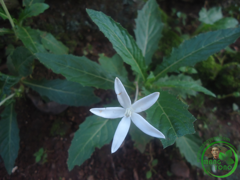 Bunga Korejat menyembuhkan diabetes, kolesterol