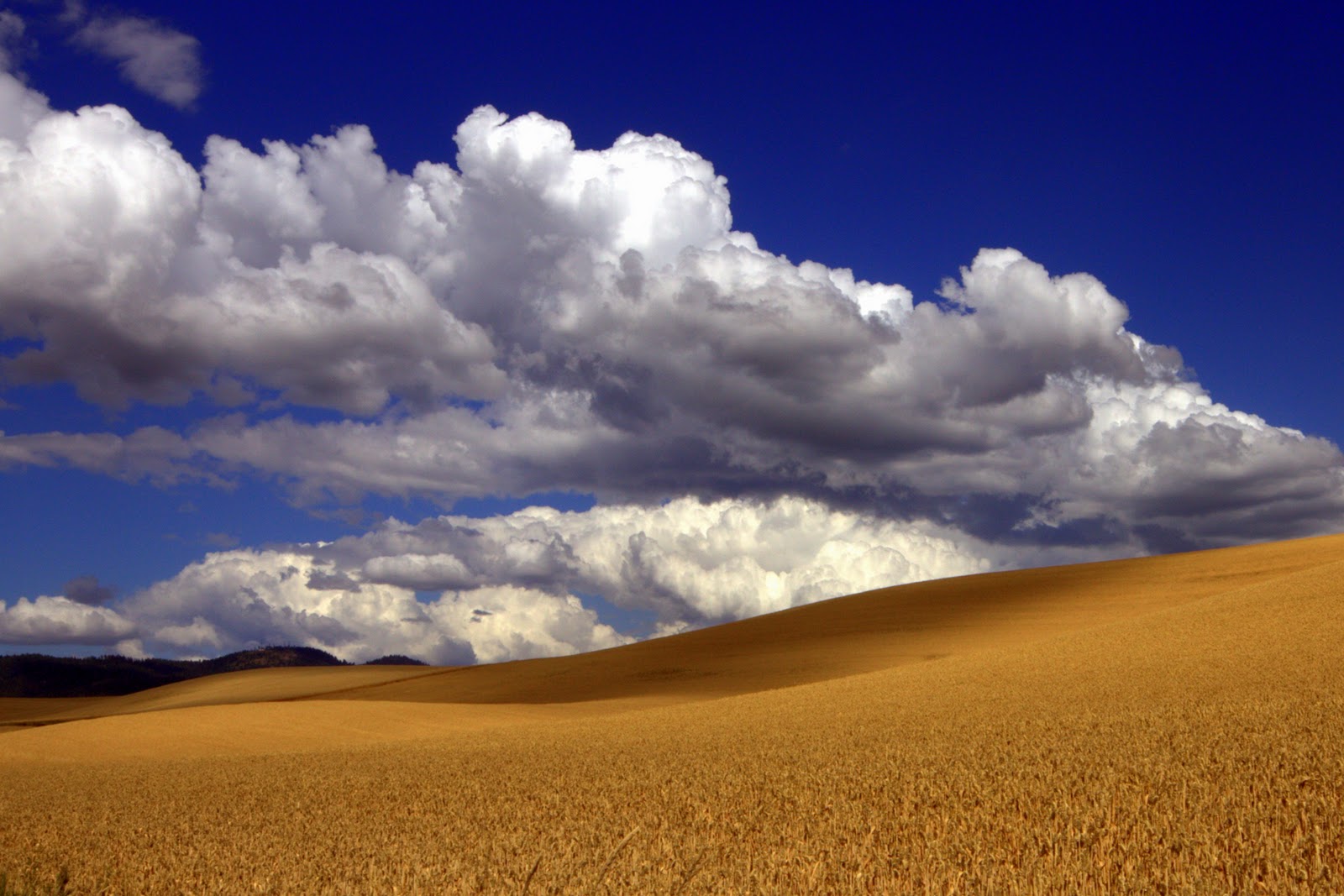 Debra Alperin Photography: AMber Waves