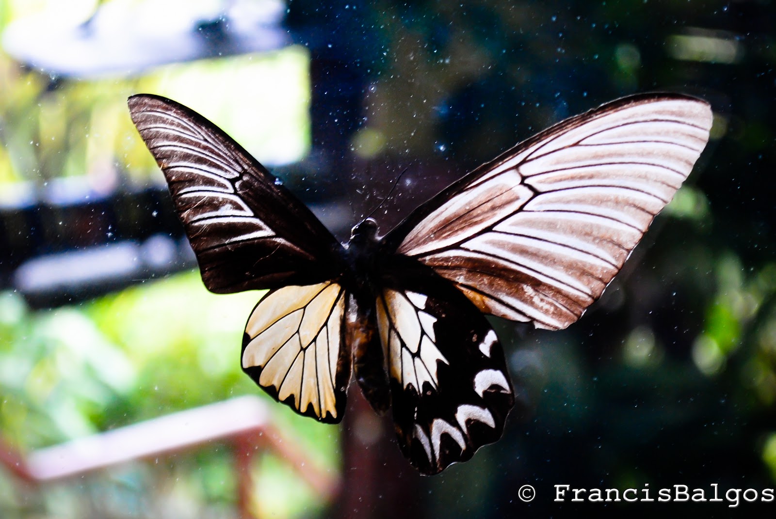 Bohol | Butterfly Conservation Center ~ Pala-lagaw