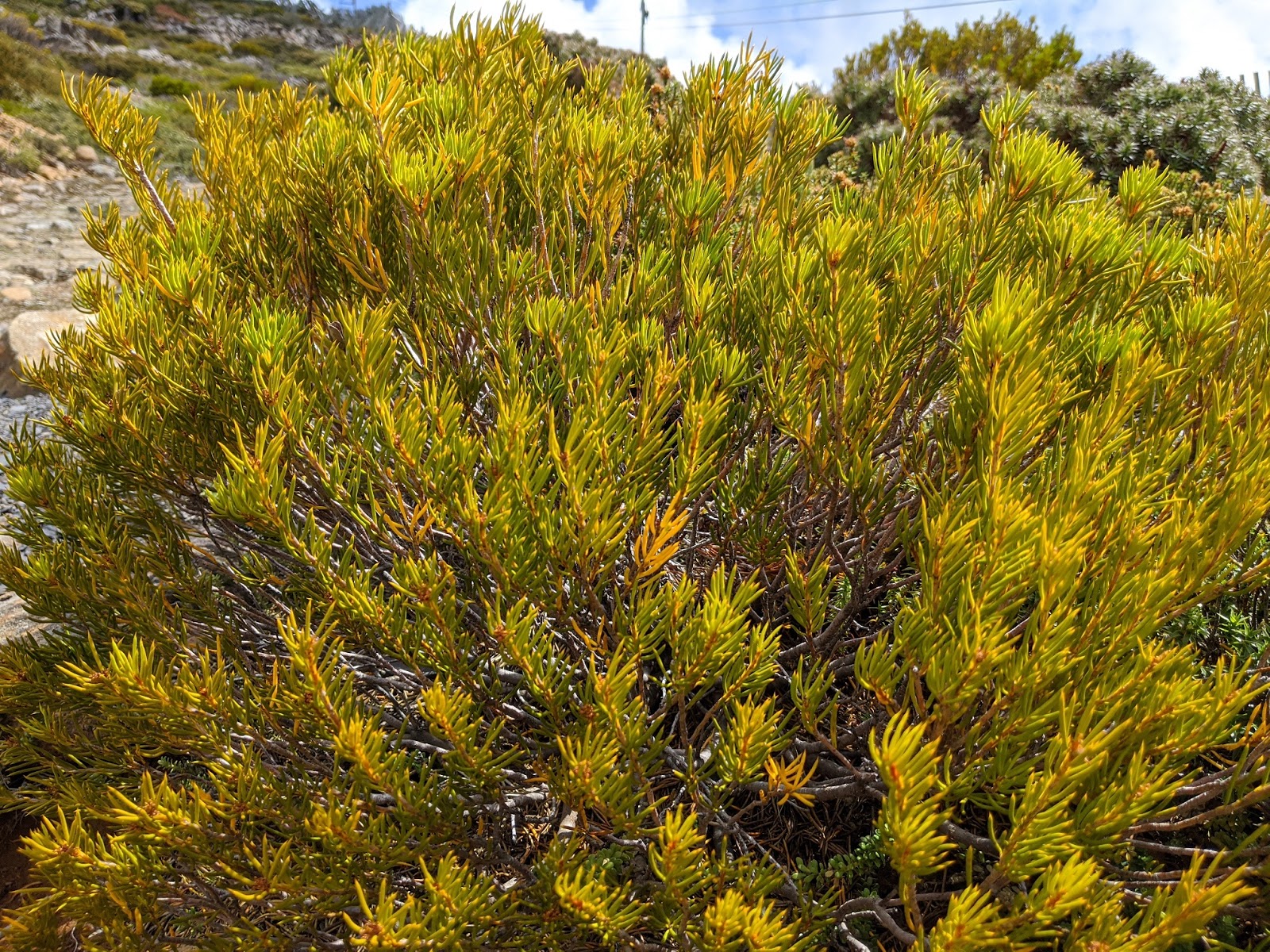 A Field Notebook: On the Snow Gum trail to Rodway Hut, Mount Field ...