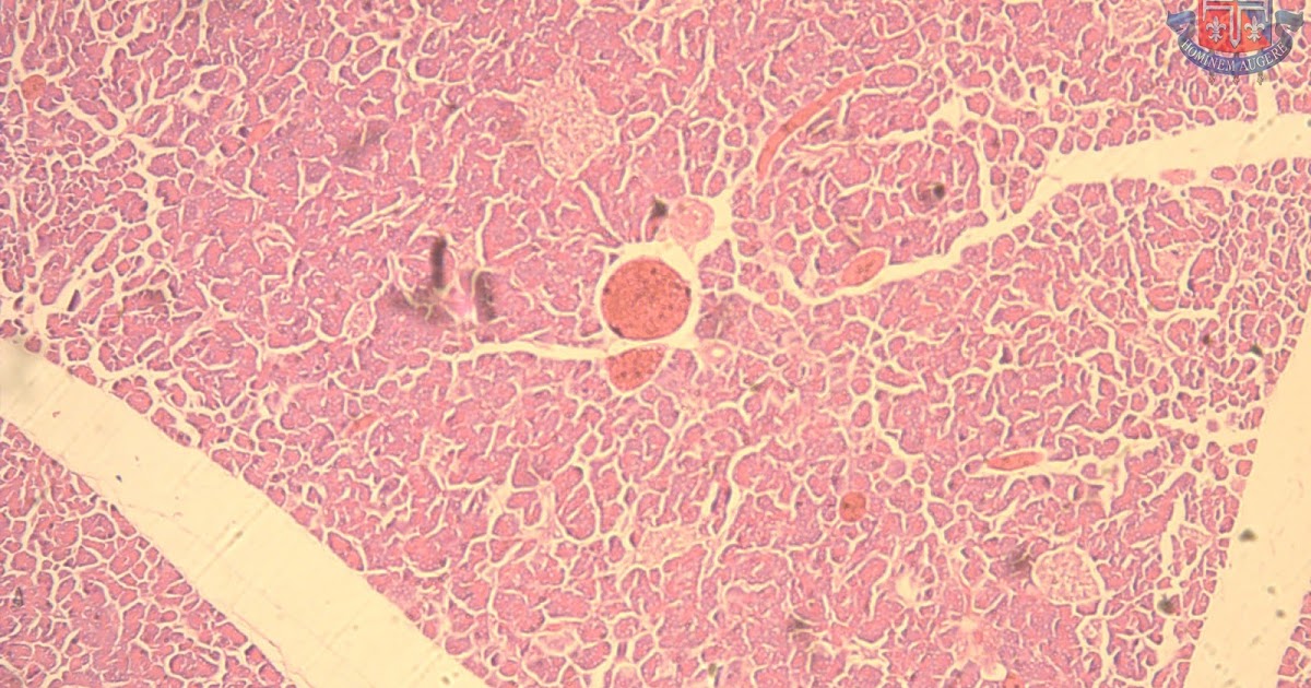 Atlas virtual de histologia e patologia: Pâncreas