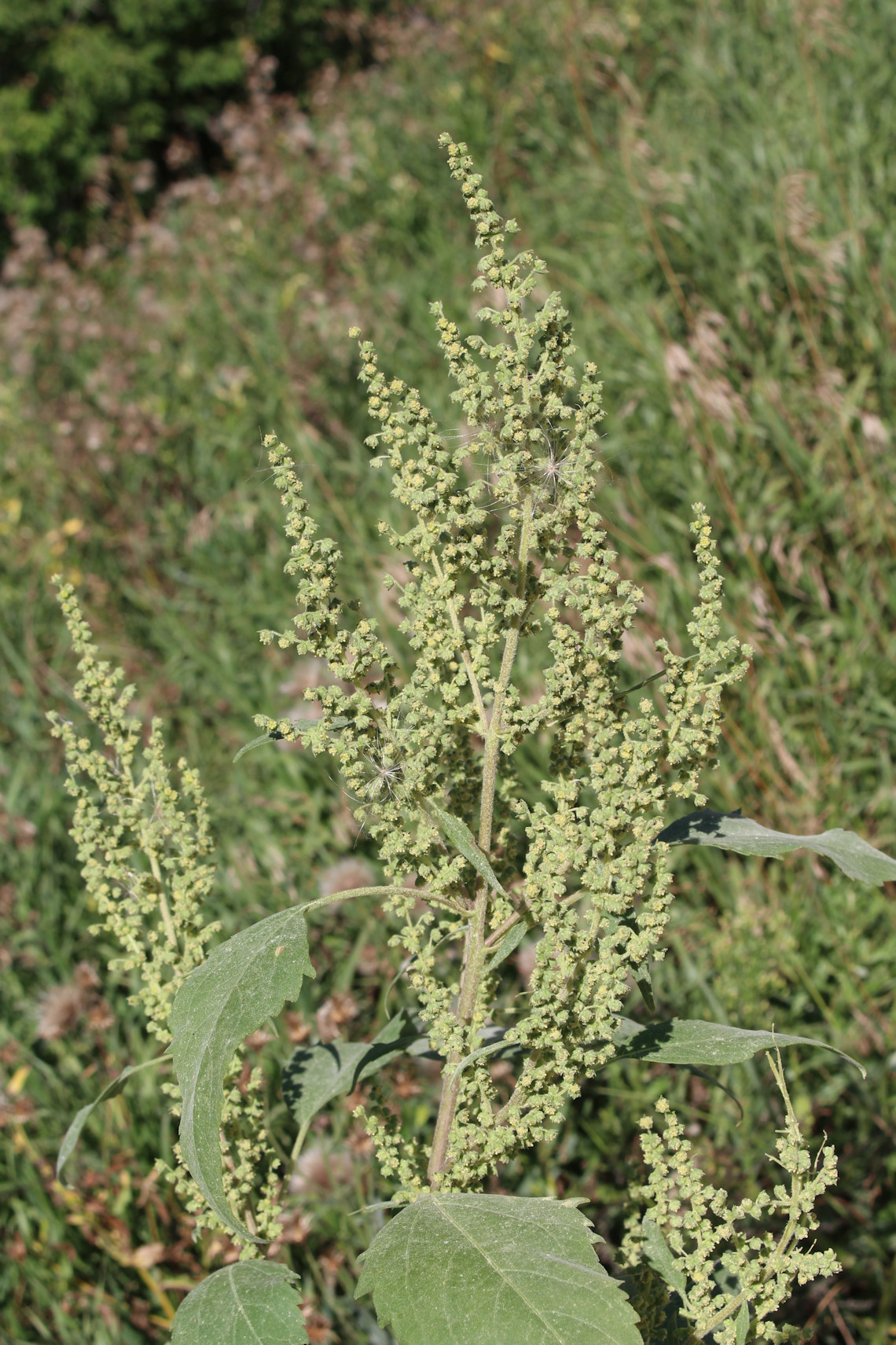 Assiniboine Forest Plant Life: Weeds in the Assiniboine Forest