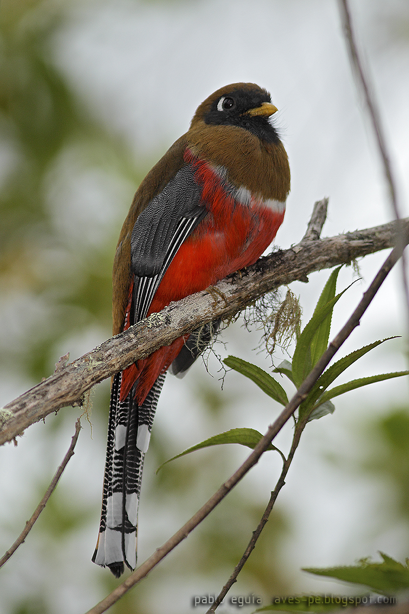 mis fotos de aves: Trogon personatus Trogon Enmascarado Masked Trogon