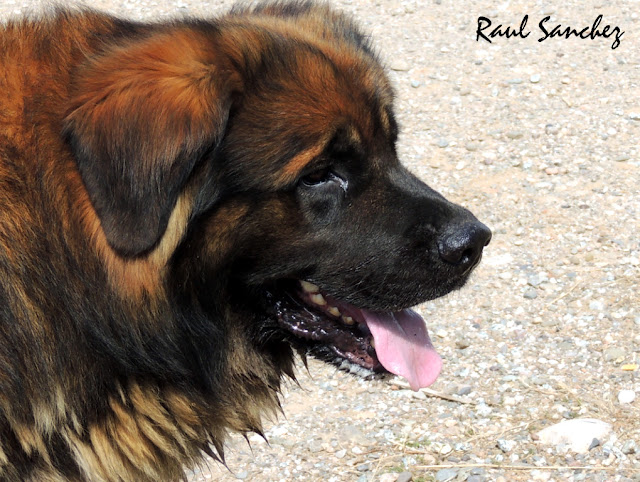 Naturaleza Viva : Perro (Leonberger)