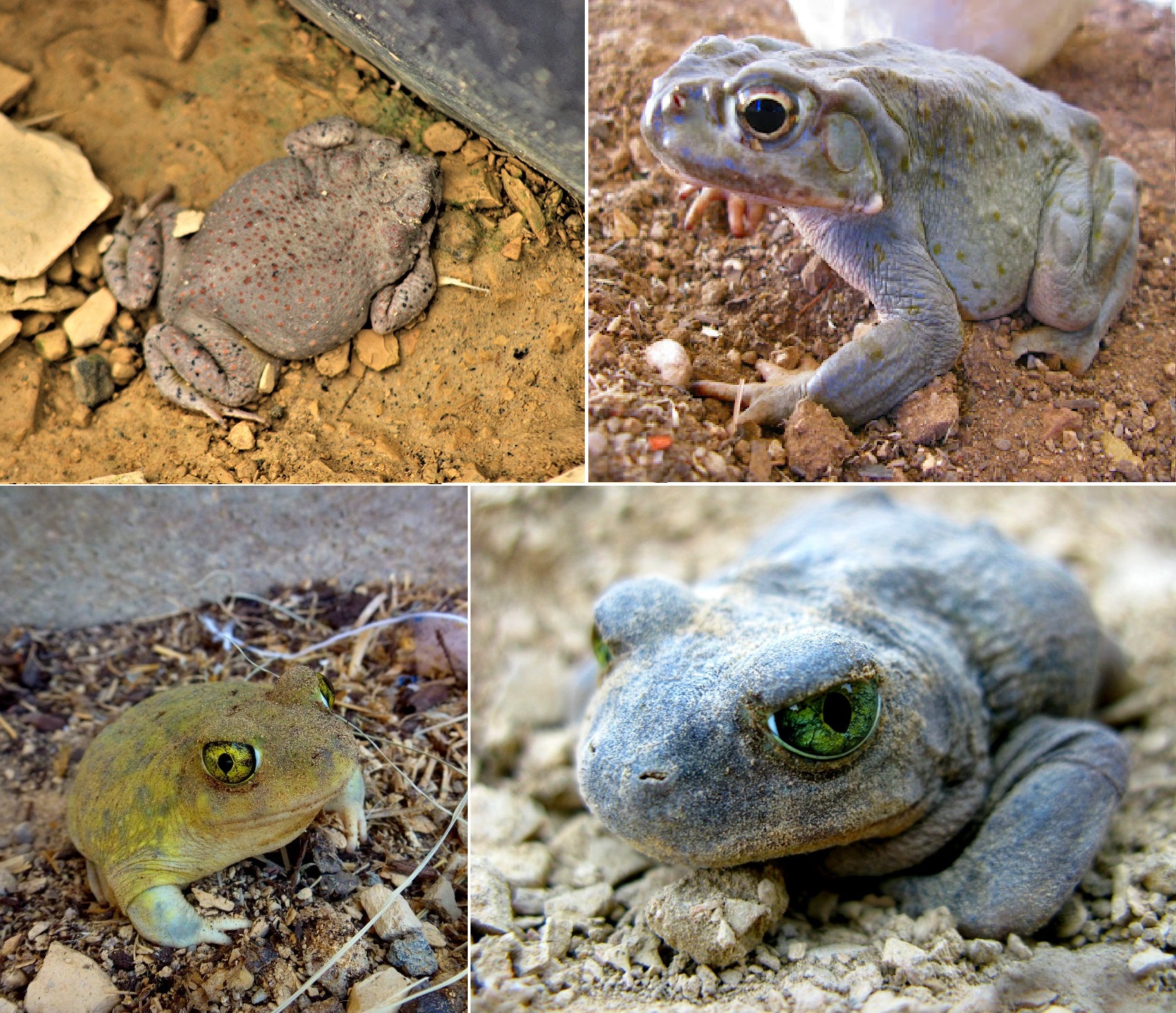 The Field Lab: Desert toad life...