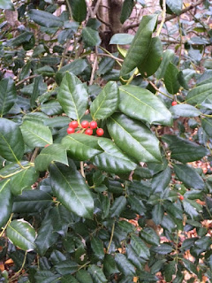WashingtonGardener: Native Spotlight: American Holly