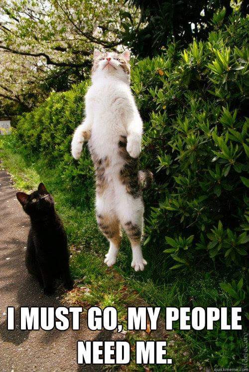 quick inspiration z: quickinspirationz cat memes instagram