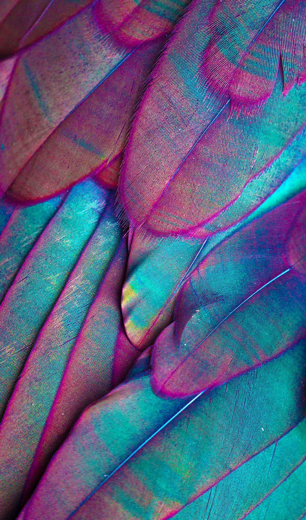 bird feathers background wallpaper aesthetic