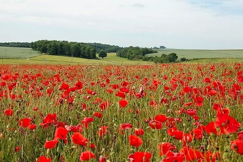 In Grandmas Attic: In Flanders Field