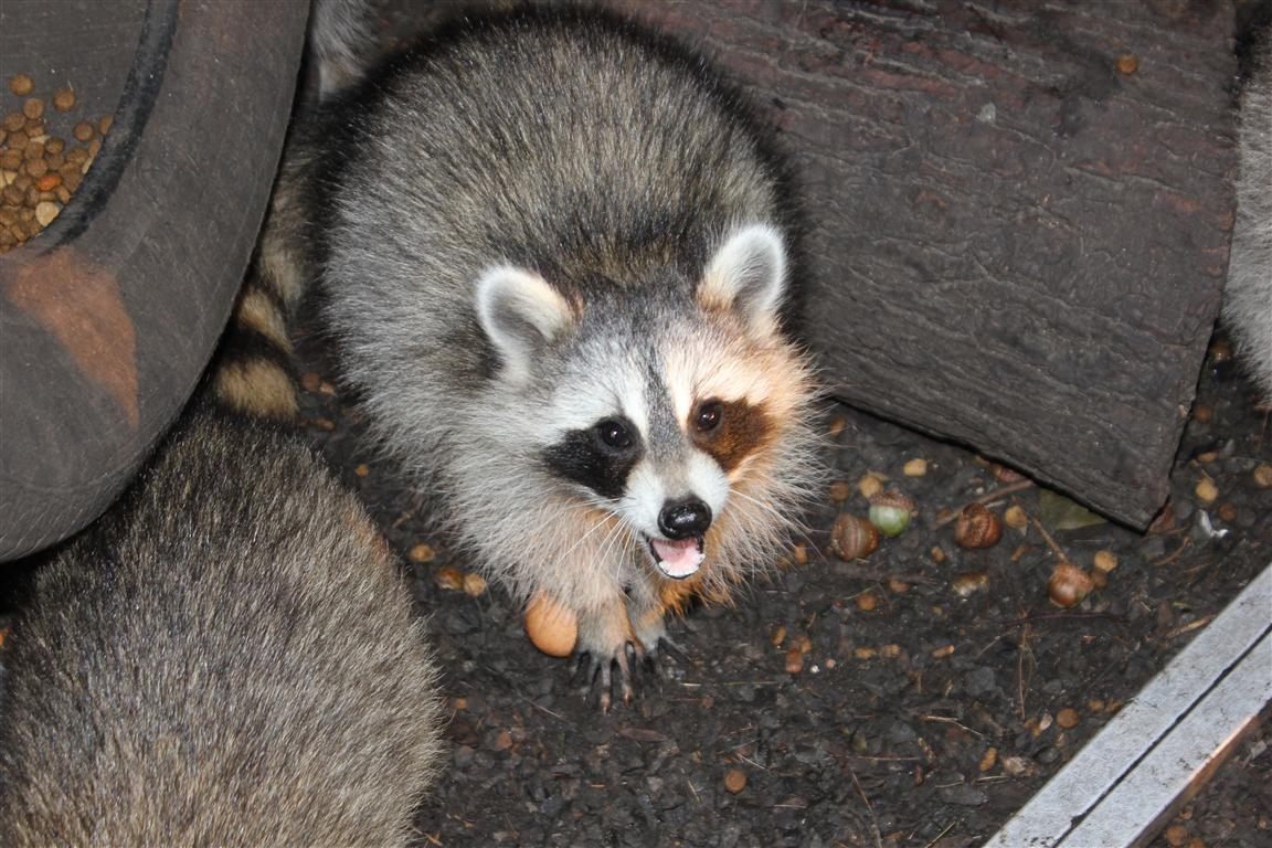 The Laughing Raccoon: Eggs, acorns and fun!