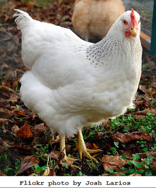 Chickens: 12 of the Best Brown Egg-Layers | Big Picture Agriculture