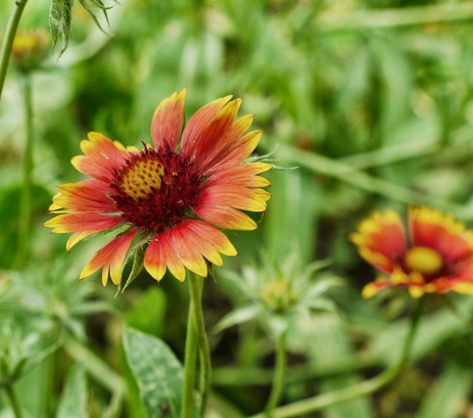 Eklund Native Species Garden