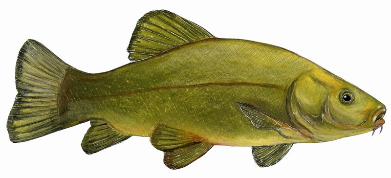 FAUNA-CERCANA: 13 - PECES de río frecuentes en el sur de ESPAÑA.