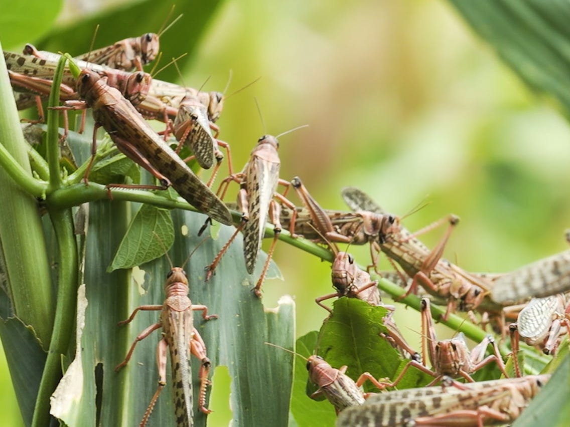 NATURE-TRENDS: WHAT ARE LOCUSTS? ARE LOCUSTS DANGEROUS?? PREVENTION