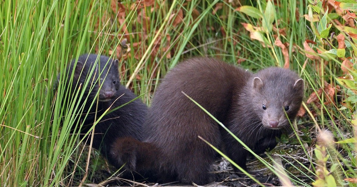 Kuvan voimalla: Minkki