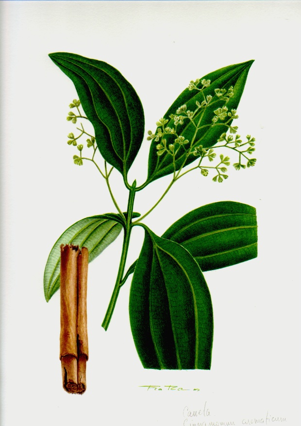 ruta de la canela